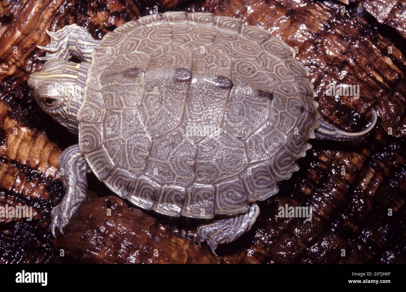 Juvenile False map turtle (Graptemys pseudogeographica Stock Photo - Alamy