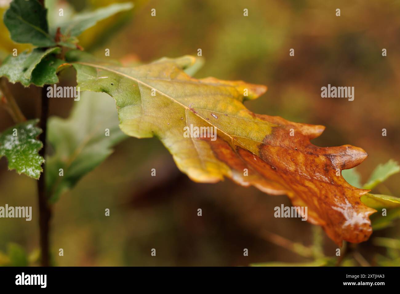 Autumnal tone on baby quercus tree leaves in the Alcoy preventorium ...