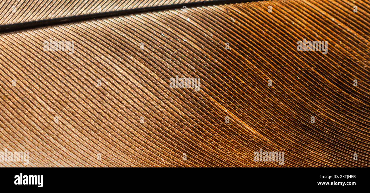 brown dove feather with visible details Stock Photo - Alamy