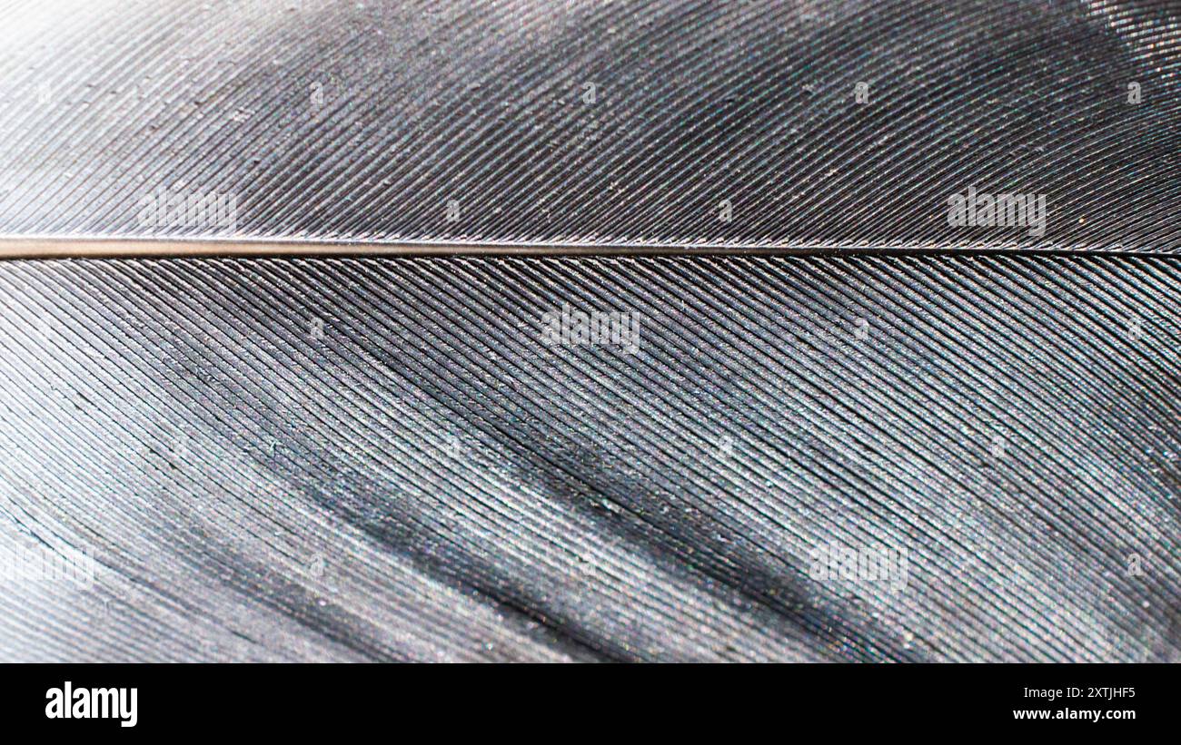 gray feather pigeon macro photo. texture or background Stock Photo - Alamy