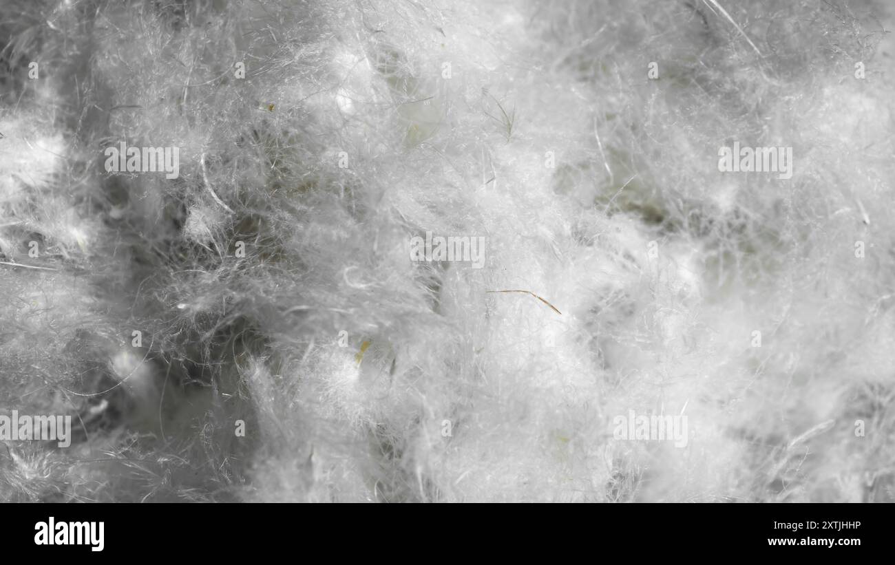 white duck down. texture or background Stock Photo - Alamy