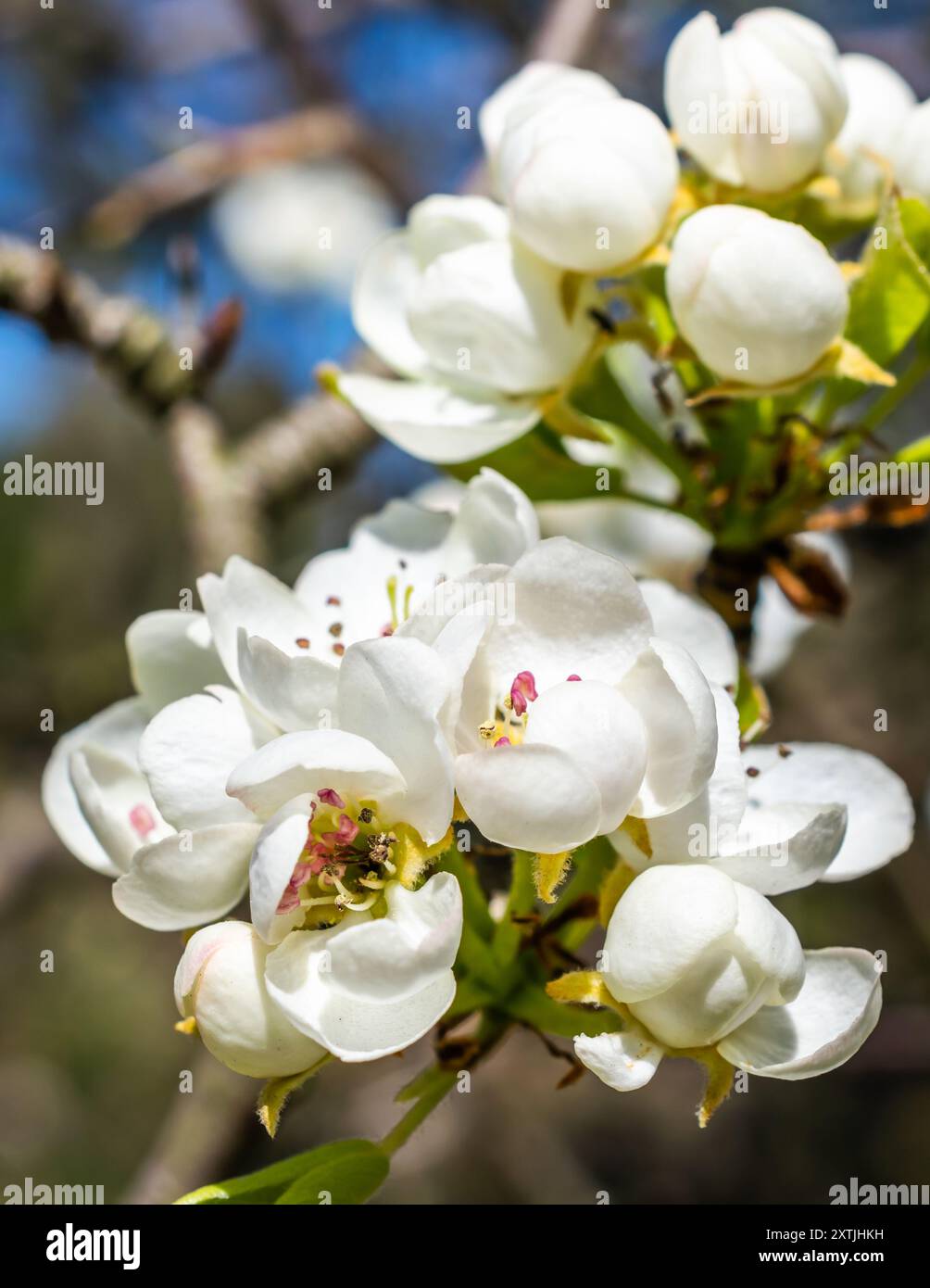 Visible petal details hi-res stock photography and images - Alamy