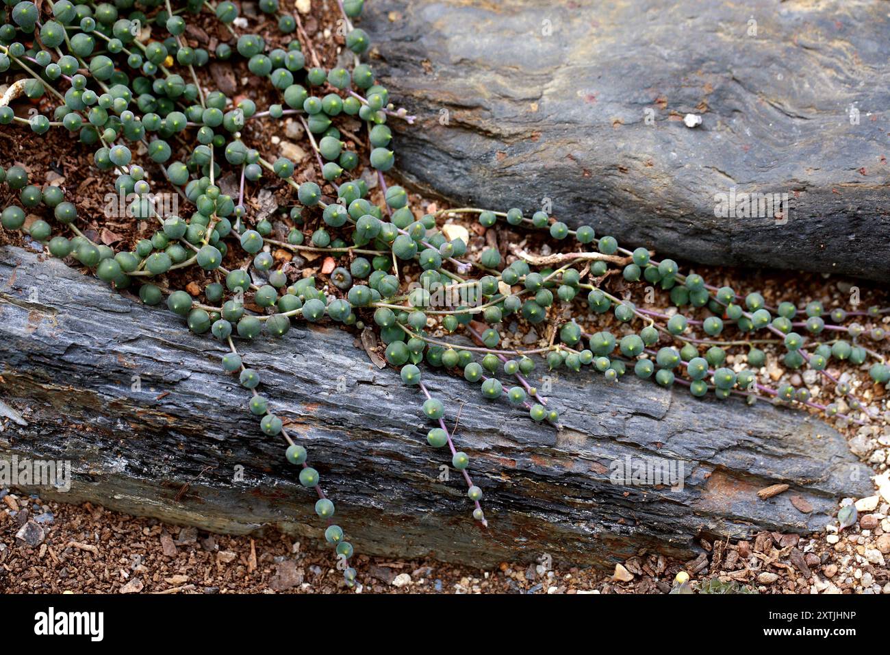String of Beads, String-of-pearls or String-of-beads, Curio rowleyanus ...
