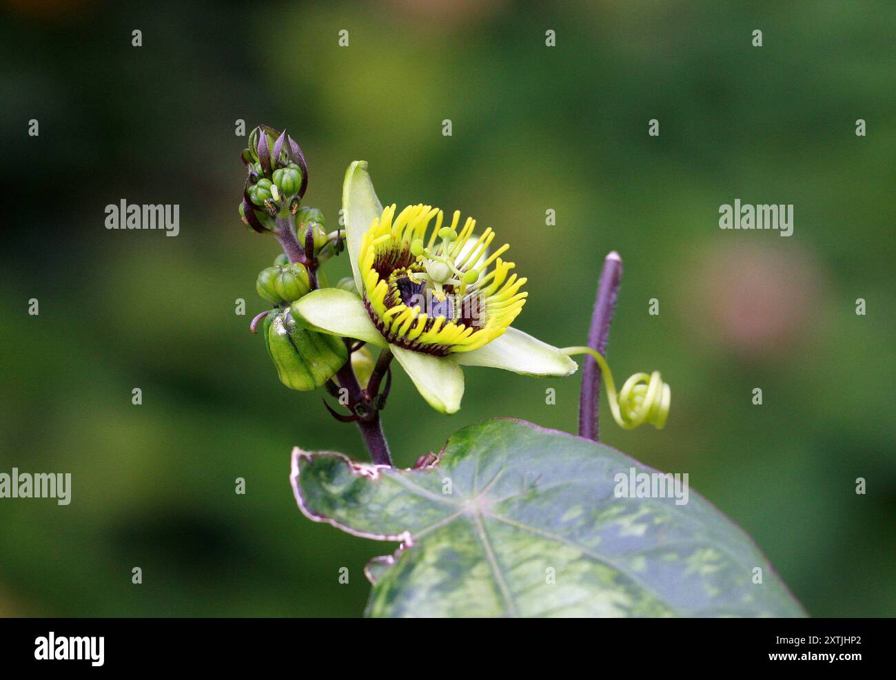 Calabash plant hi-res stock photography and images - Alamy