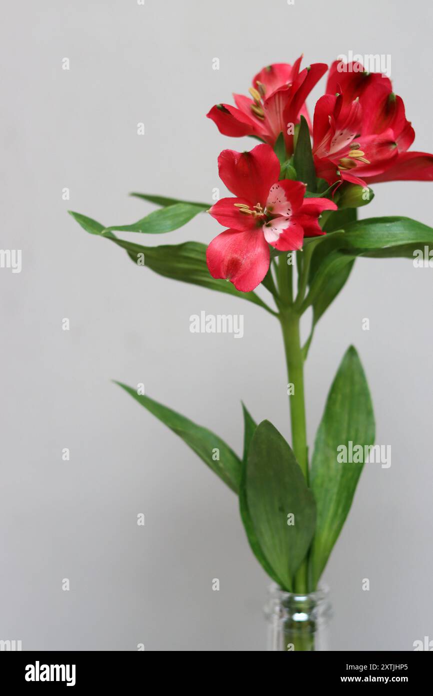 Red Alstroemeria flower in a vase on a gray background with space for ...