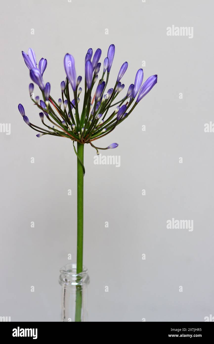 Lily of the nile blue magic hi-res stock photography and images - Alamy