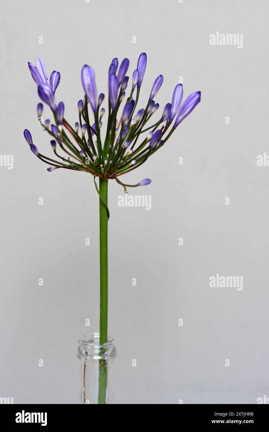 Lily of the nile blue magic hi-res stock photography and images - Alamy