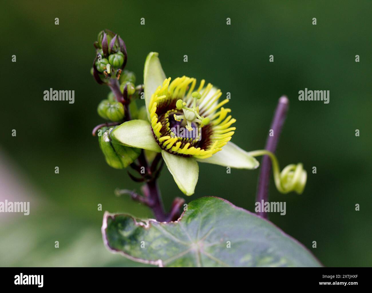 Calabash plant hi-res stock photography and images - Alamy
