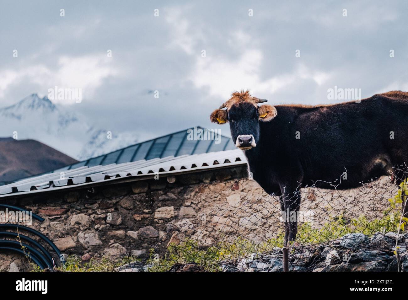 Cow freely wandering in the mountain village of Kazbegi (also called ...