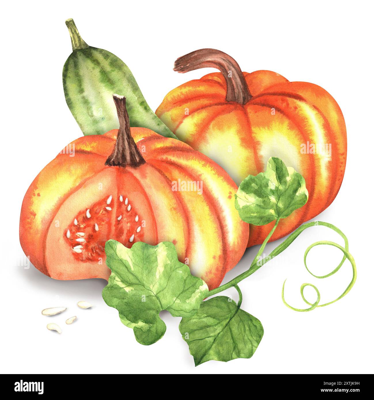 Two bright orange pumpkins, green squash, leaves and seeds. Beautiful ...