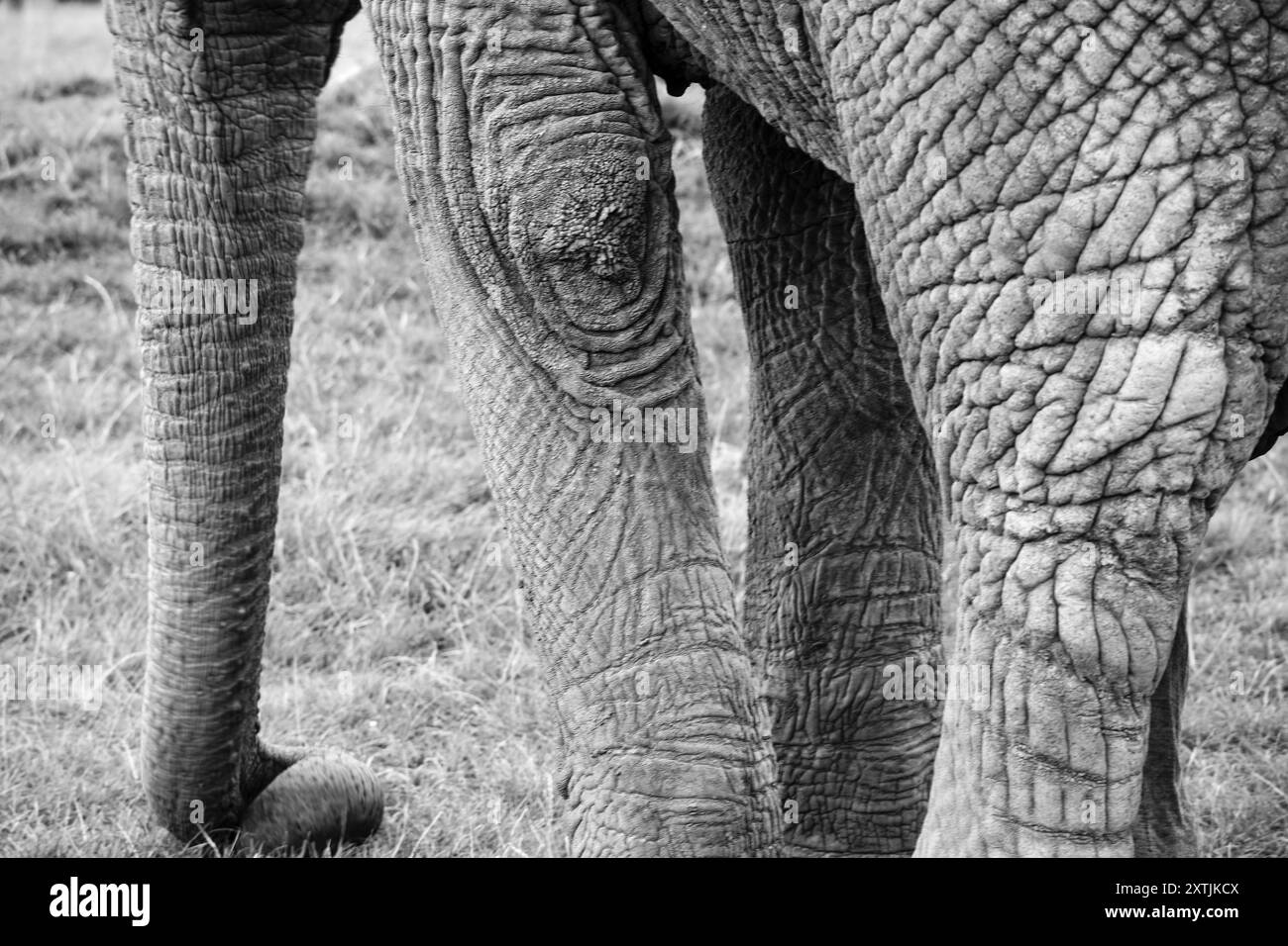 Safari inspired close up shot elephant legs.These African animals have ...