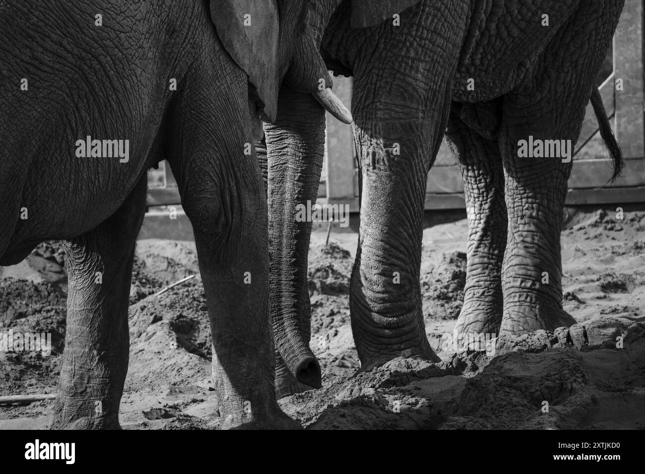 Safari inspired close up shot elephant legs.These African animals have ...