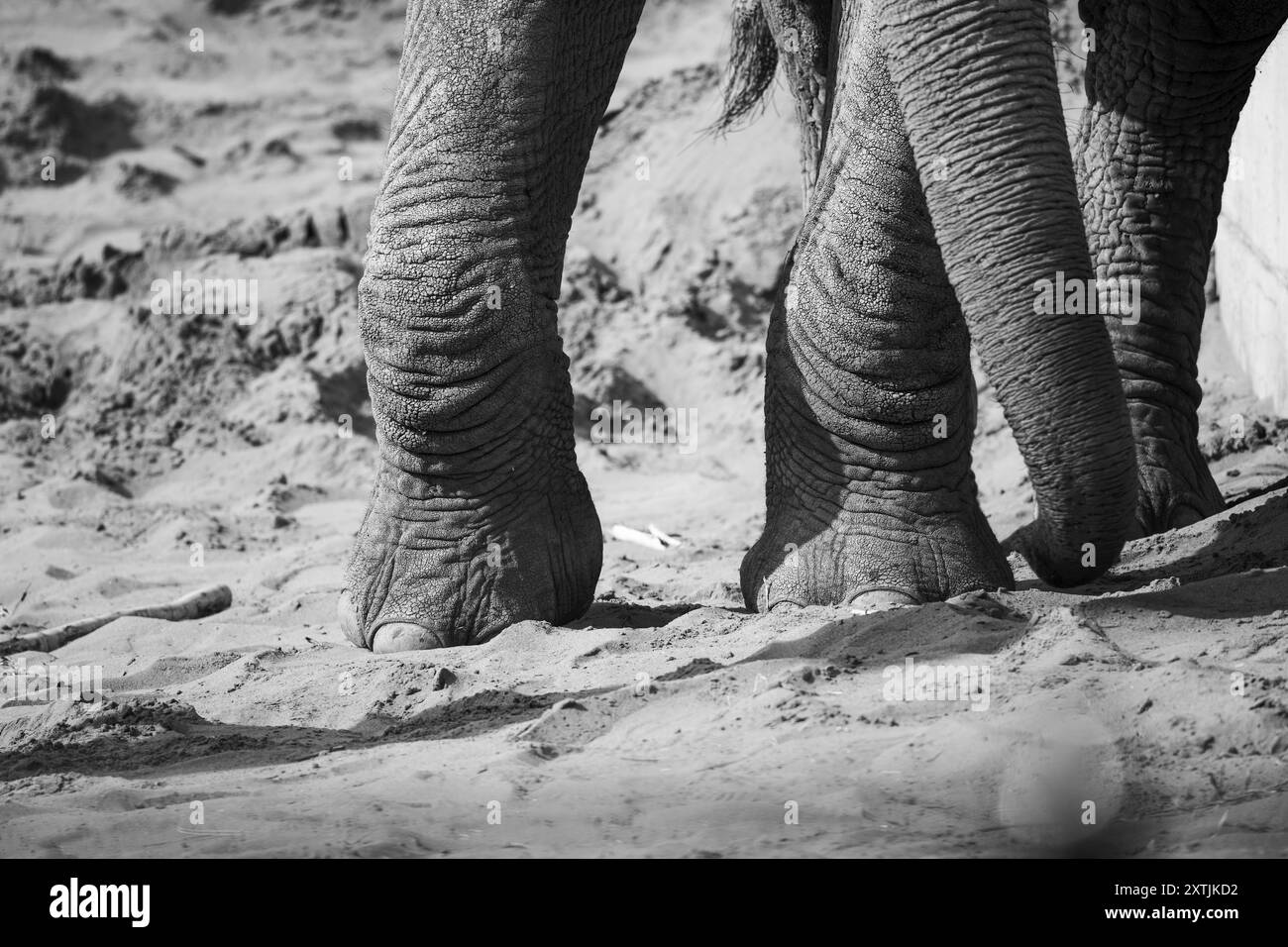 Safari inspired close up shot elephant legs.These African animals have ...