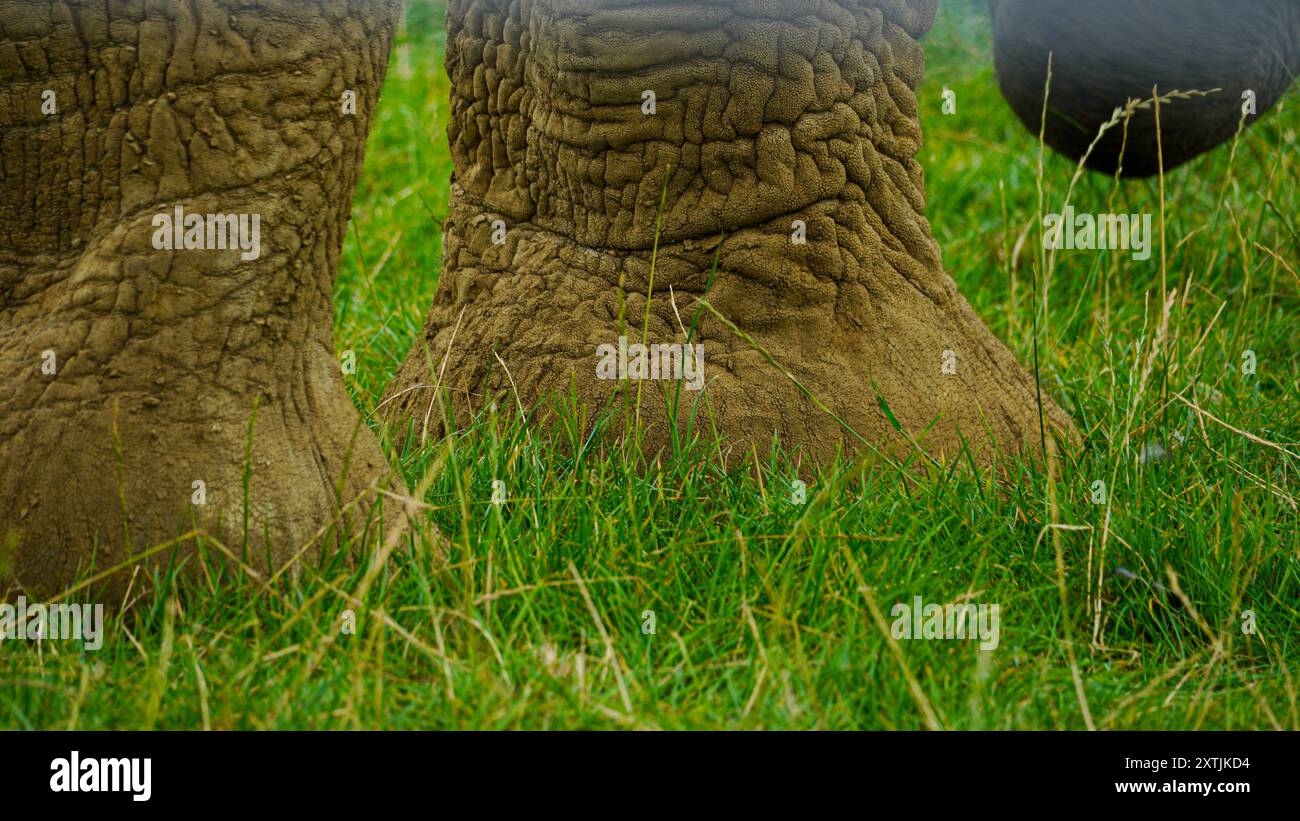 Saggy animals hi-res stock photography and images - Alamy