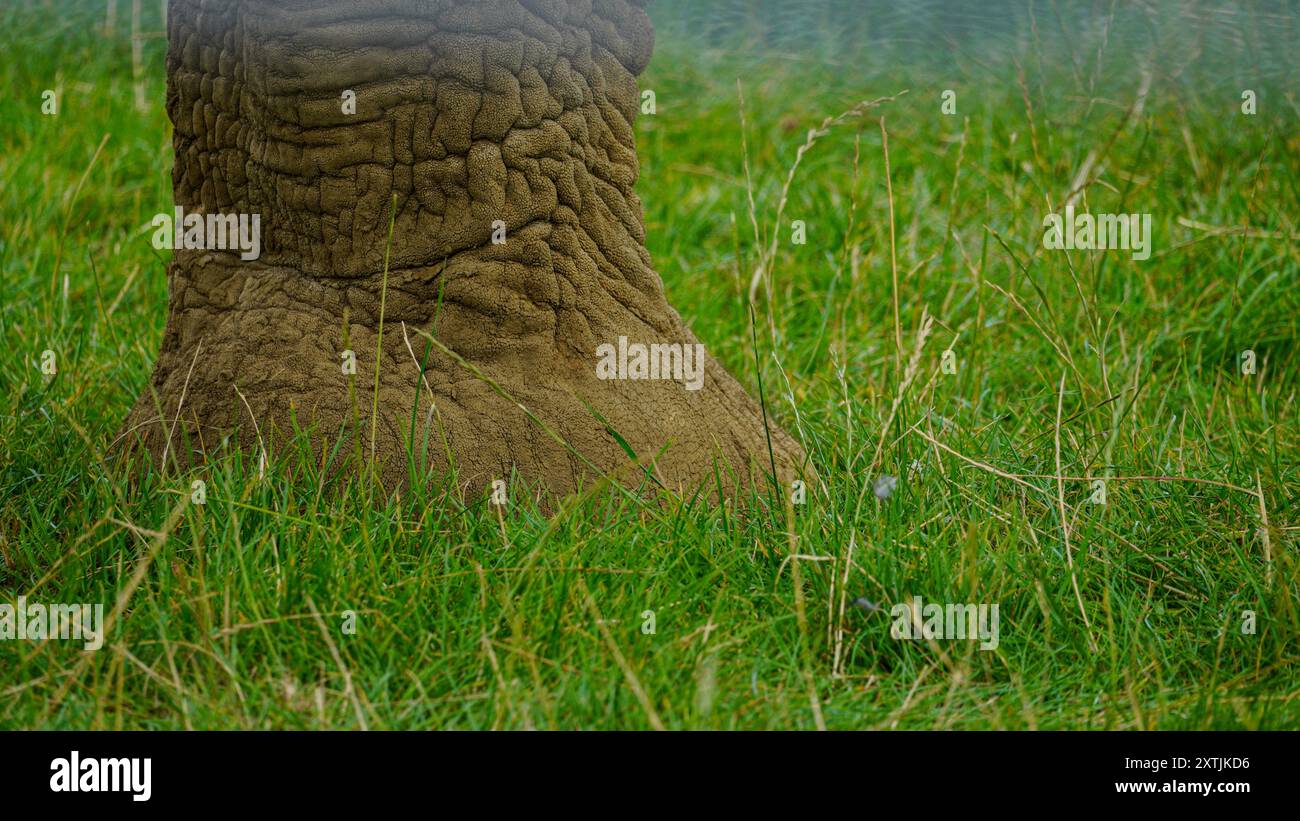 Safari inspired close up shot elephant legs.These African animals have ...