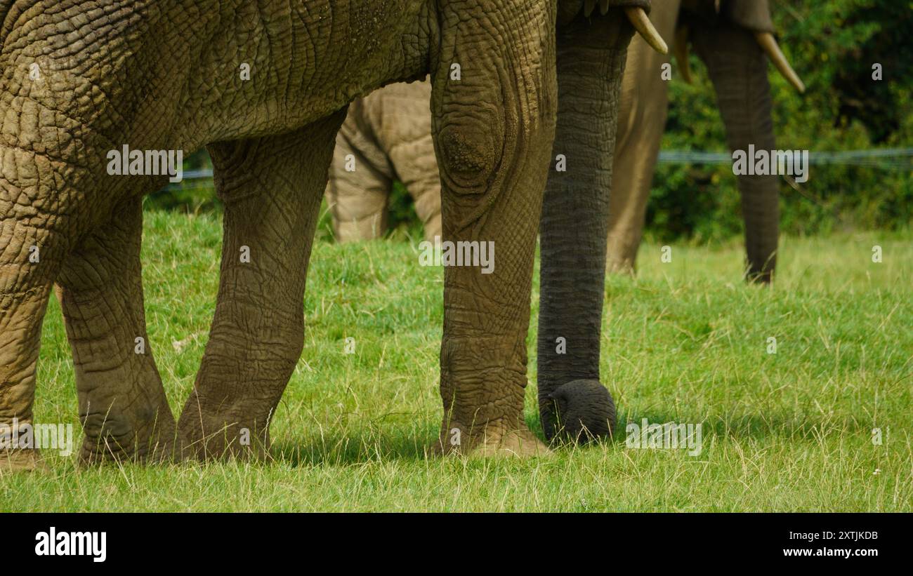 Safari inspired close up shot elephant legs.These African animals have ...