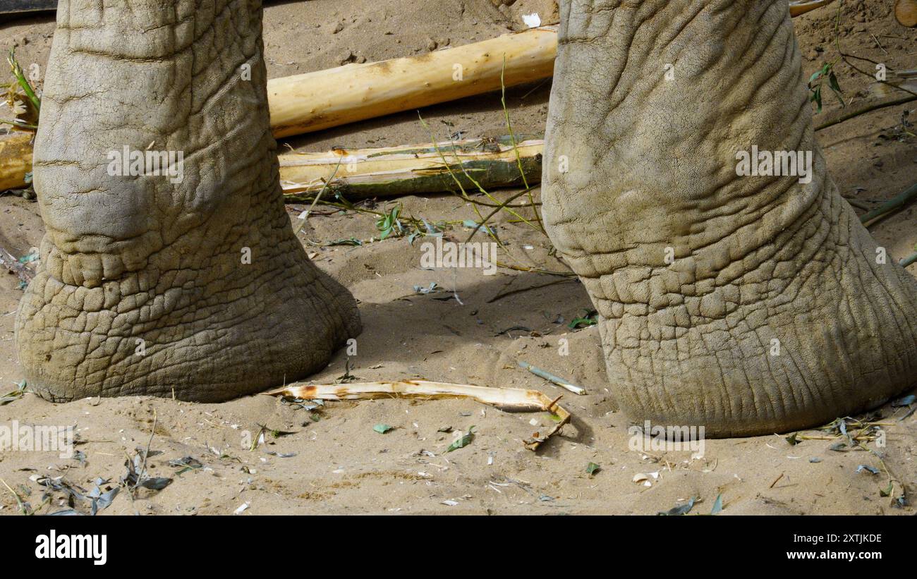 Safari inspired close up shot elephant legs.These African animals have ...
