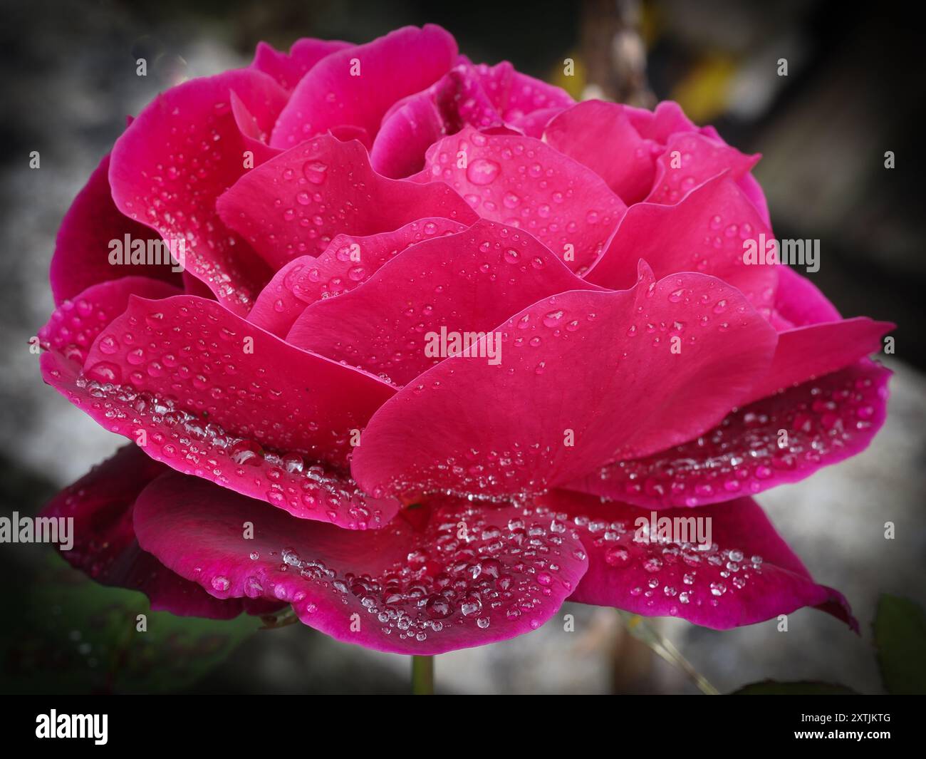 Beautiful purple rose in hi-res stock photography and images - Alamy