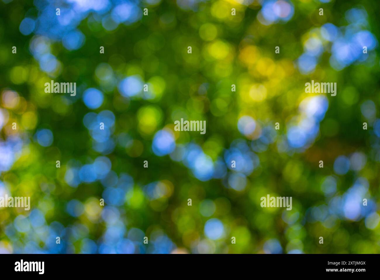 Abstract green nature background, selective focus. Green leaf ...