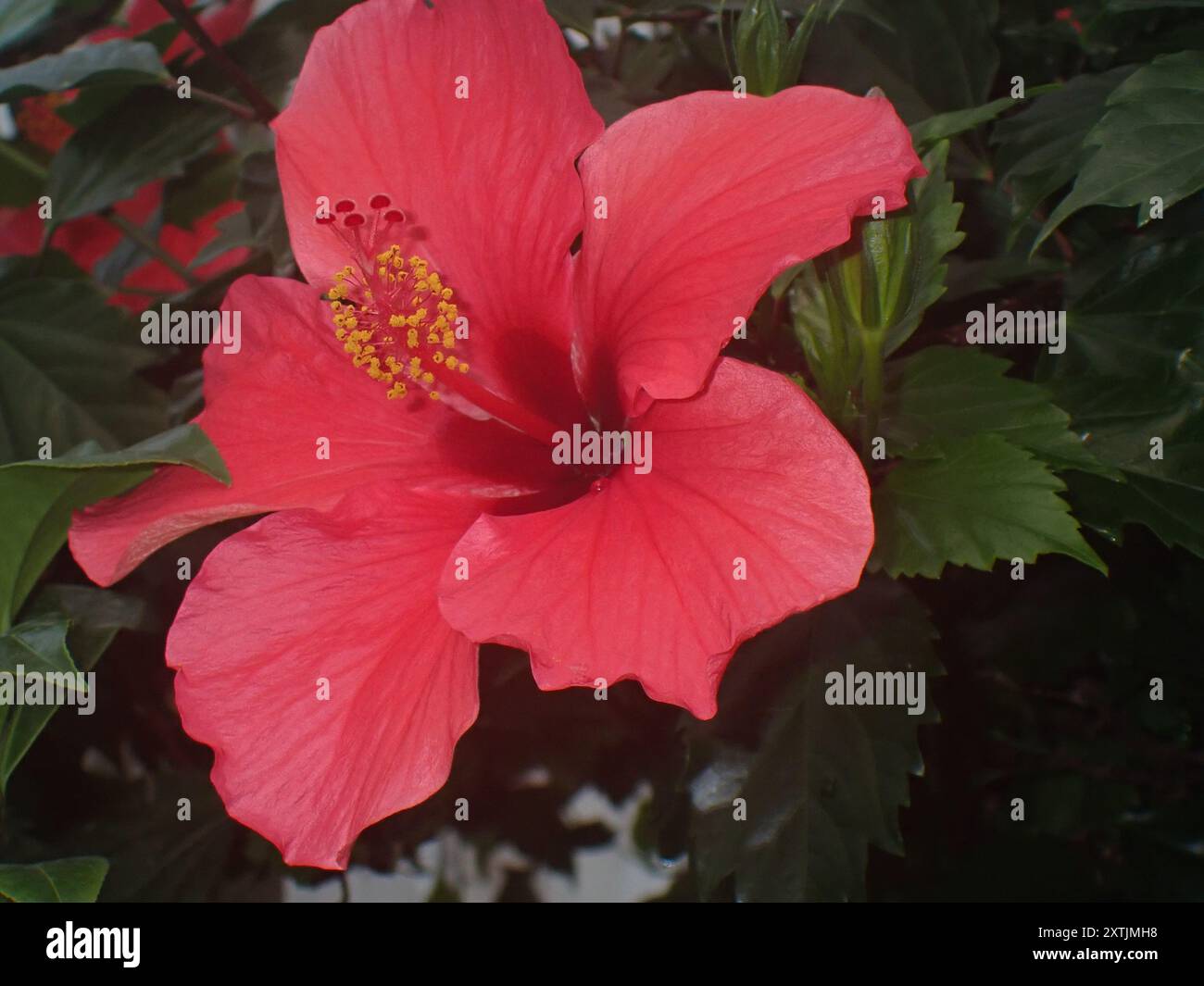 Bloom blossom hi-res stock photography and images - Alamy