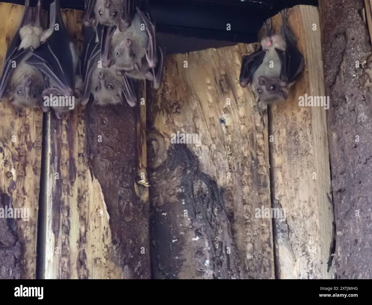 Bats - flying mammals of the order Chiroptera Stock Photo - Alamy