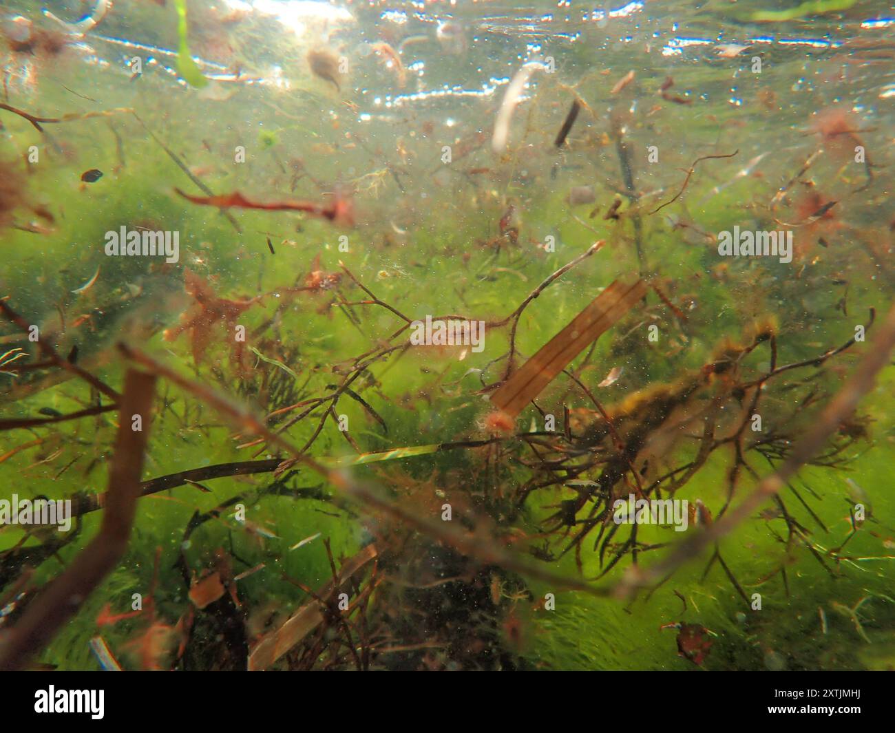 Bloom and blossom hi-res stock photography and images - Alamy