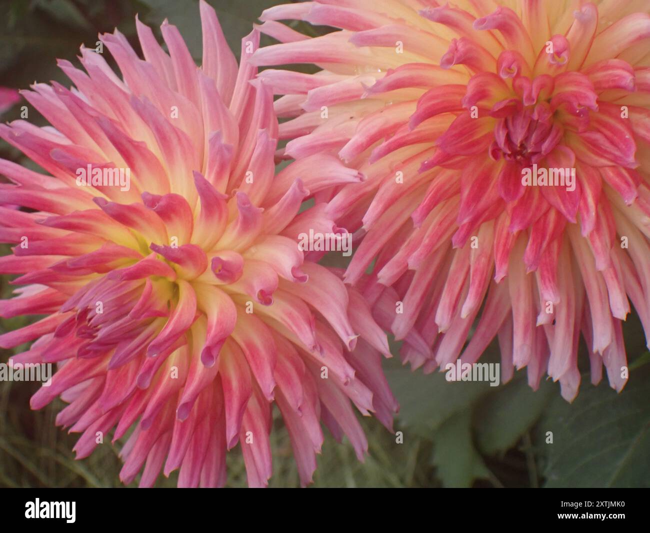 Bloom blossom hi-res stock photography and images - Alamy