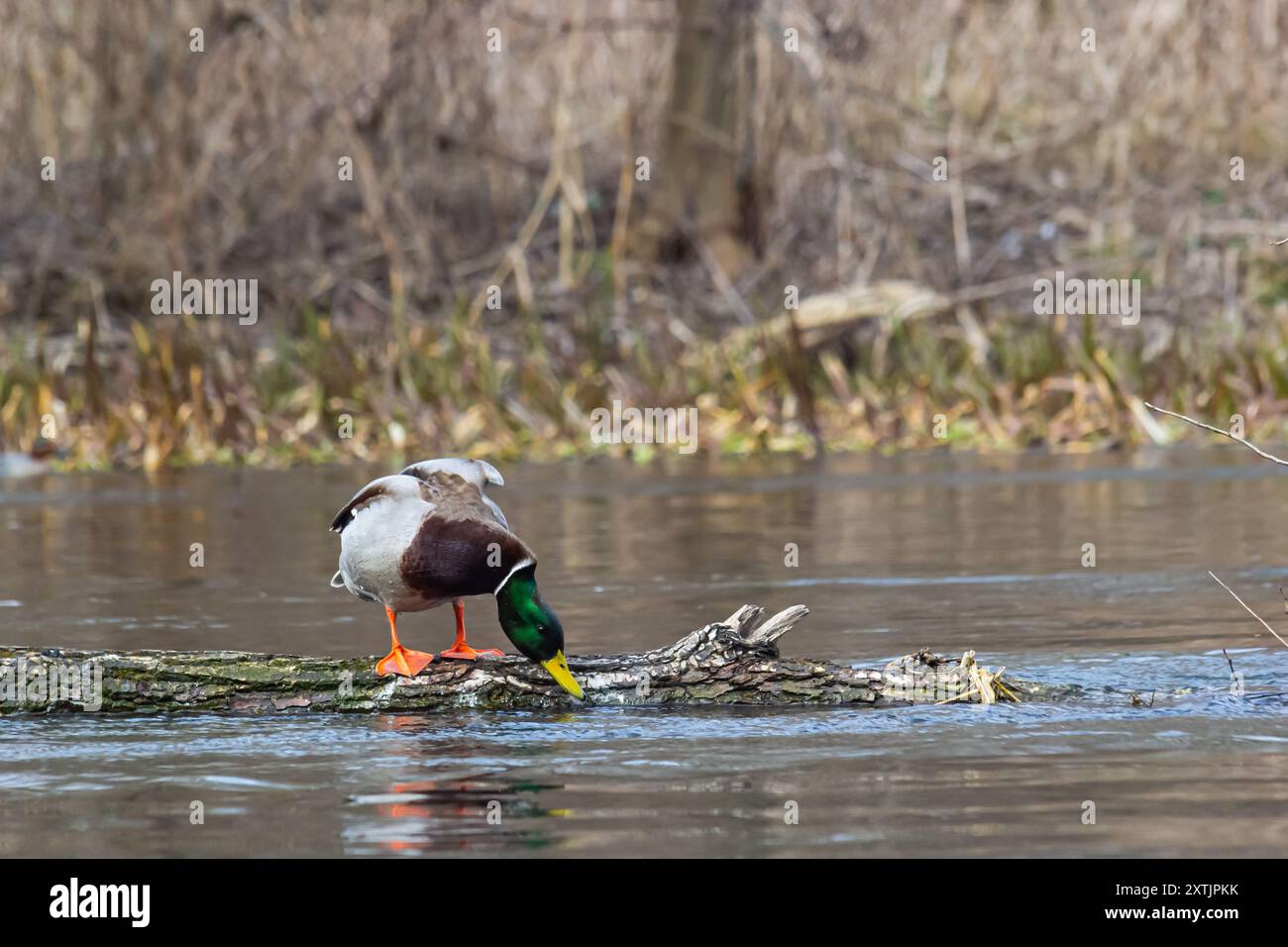 Mallard duck swimming on a pond picture with reflection in water. One ...