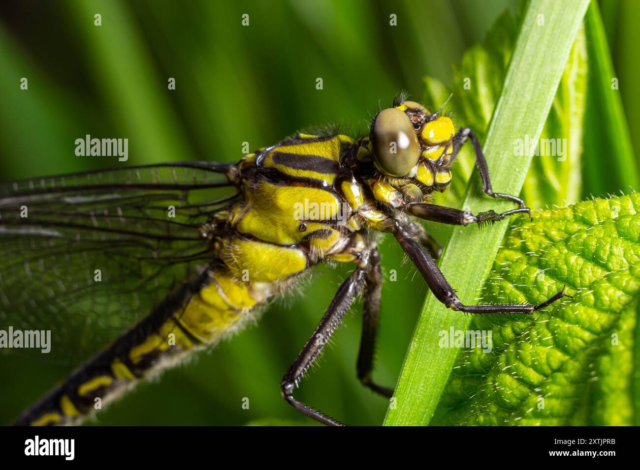 Larval dragonfly grey shell. Nymphal exuvia of Gomphus vulgatissimus ...