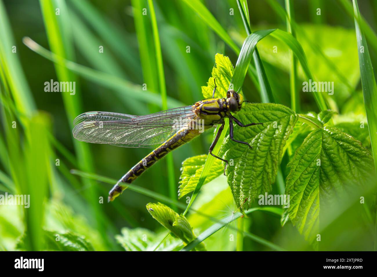 Larval dragonfly grey shell. Nymphal exuvia of Gomphus vulgatissimus ...