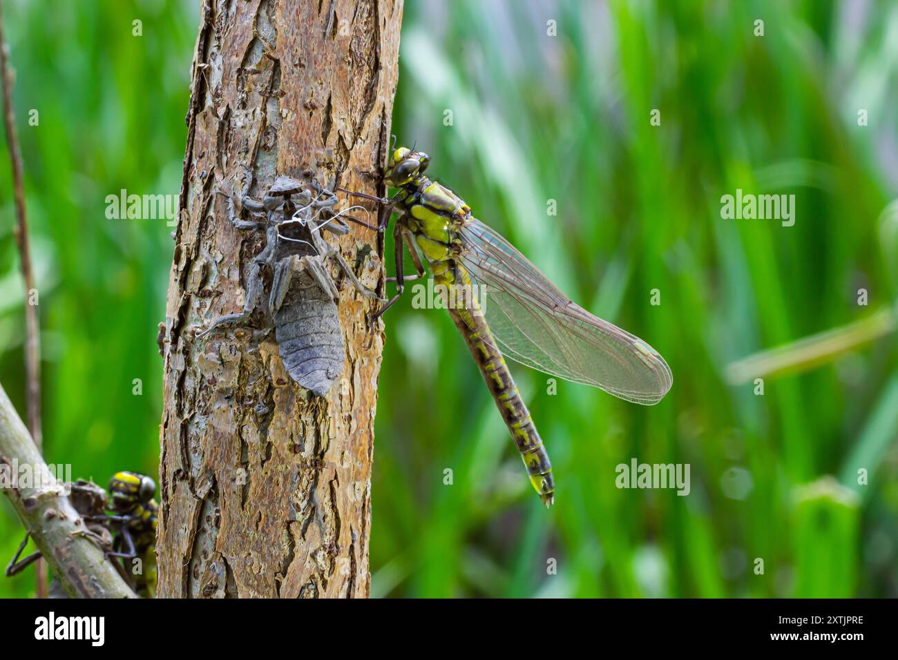 Larval dragonfly grey shell. Nymphal exuvia of Gomphus vulgatissimus ...