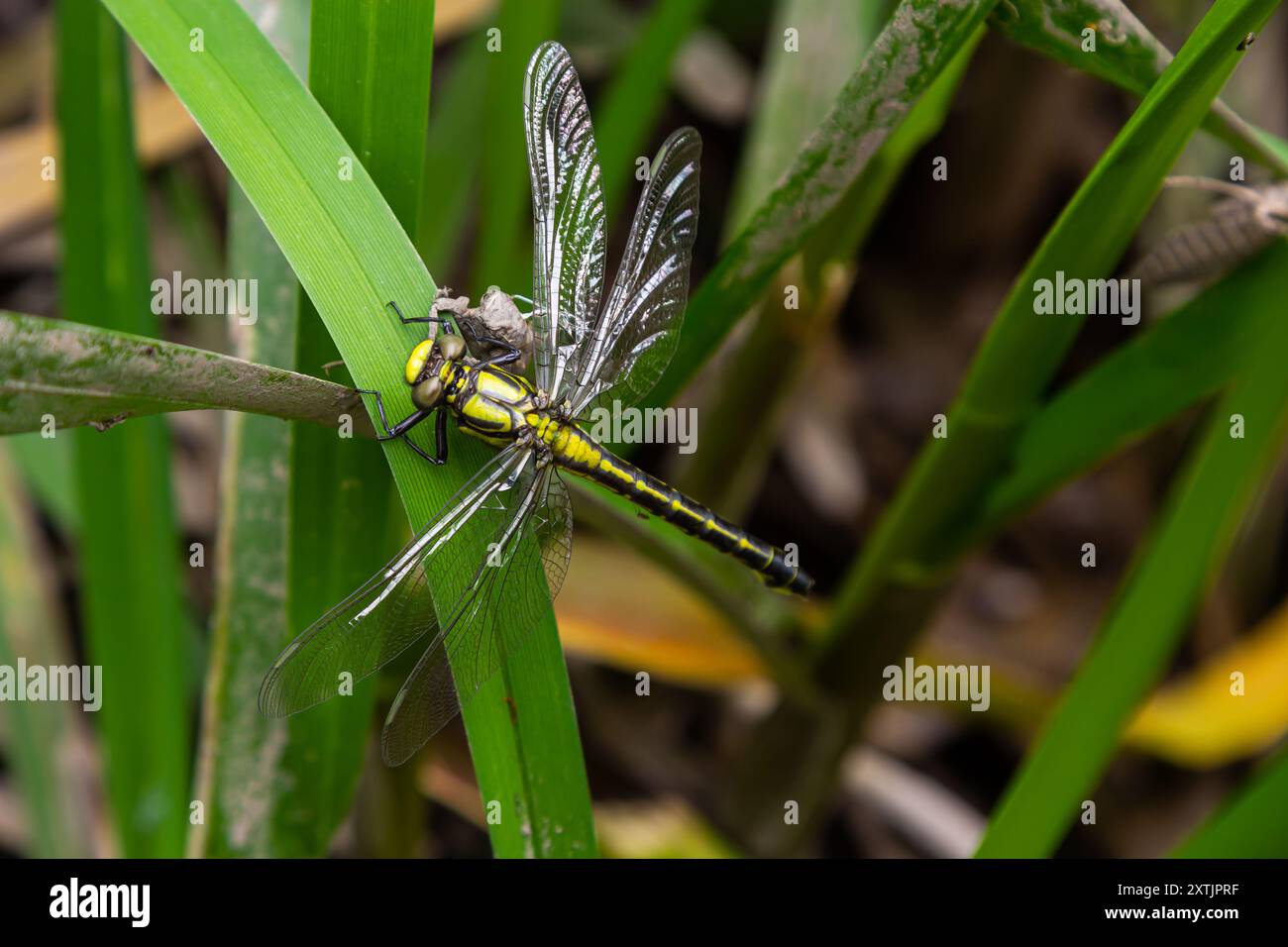 Larval dragonfly grey shell. Nymphal exuvia of Gomphus vulgatissimus ...
