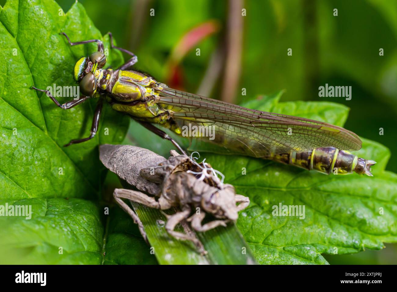 Larval dragonfly grey shell. Nymphal exuvia of Gomphus vulgatissimus ...
