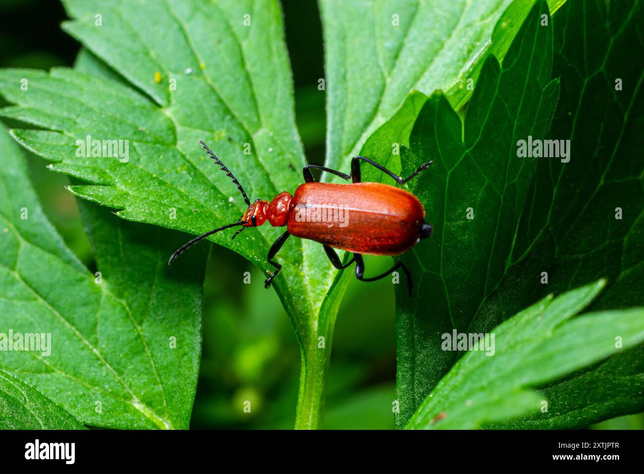 A Red-headed cardinal beetle climbing up single blade of grass Stock ...