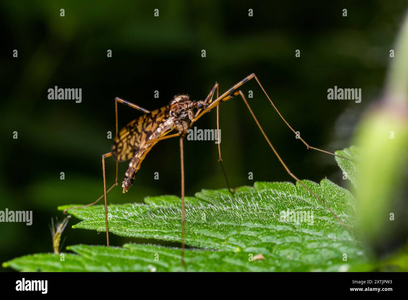 A crane fly Tipula maxima resting on a nettle leaf in early summer ...