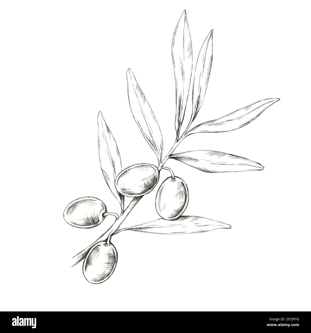 Featuring intricate details of leaves Cut Out Stock Images & Pictures ...