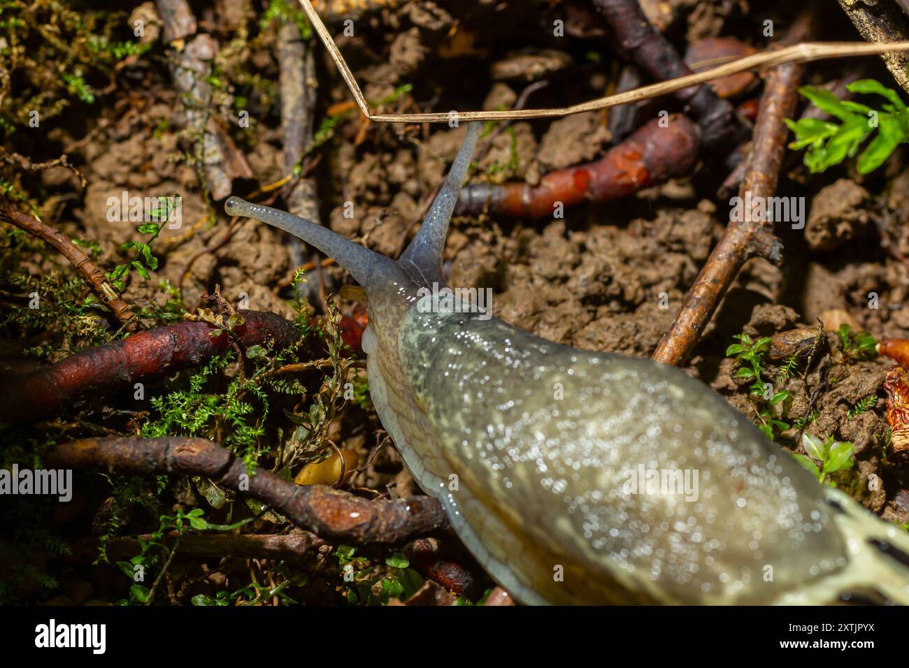 Limax maximus - leopard slug crawling on the ground among the leaves ...