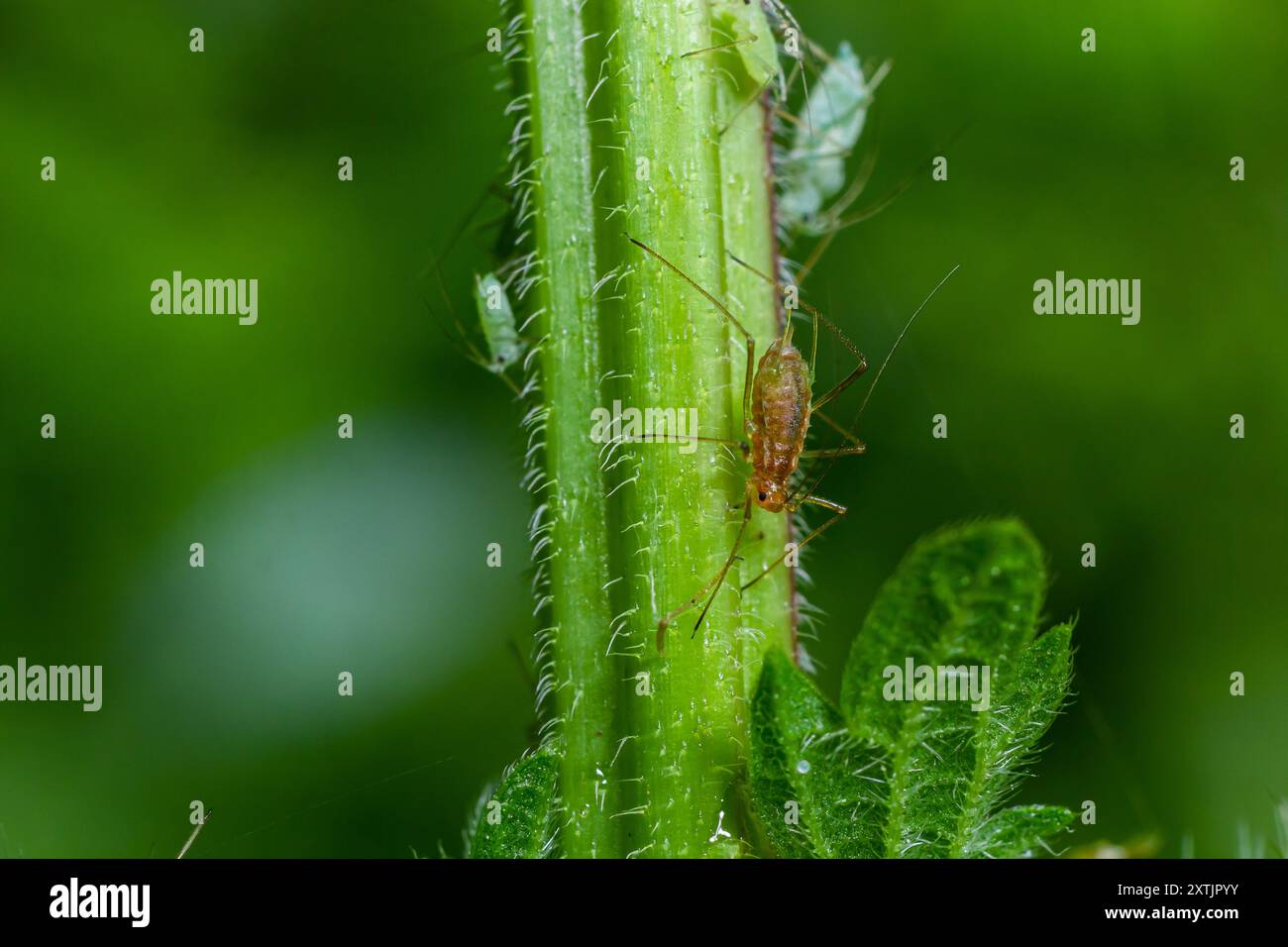 Small aphids insects family hi-res stock photography and images - Alamy