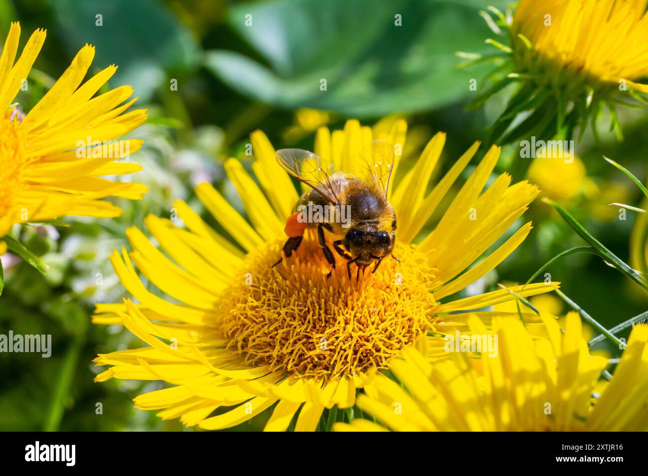 A flying honey bee collects pollen on a flower Stock Photo - Alamy