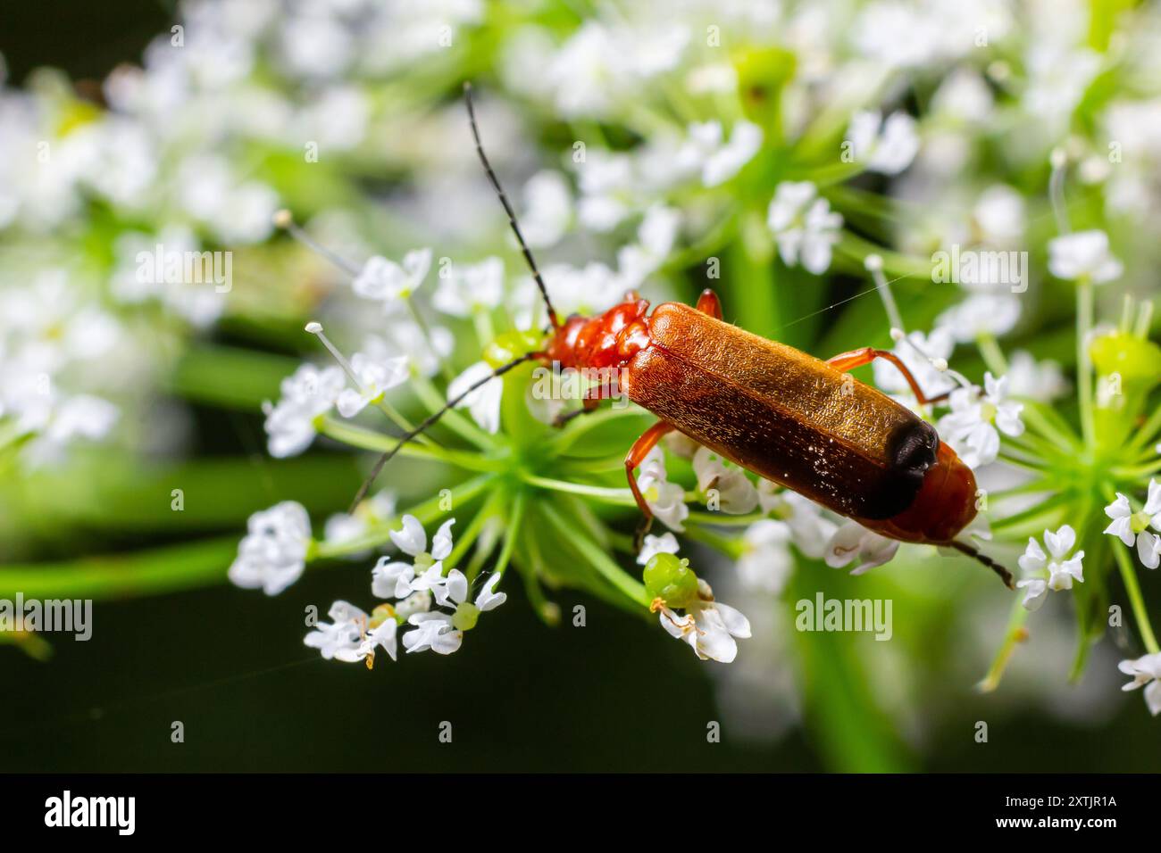 Common red soldier beetle Rhagonycha fulva Stock Photo - Alamy
