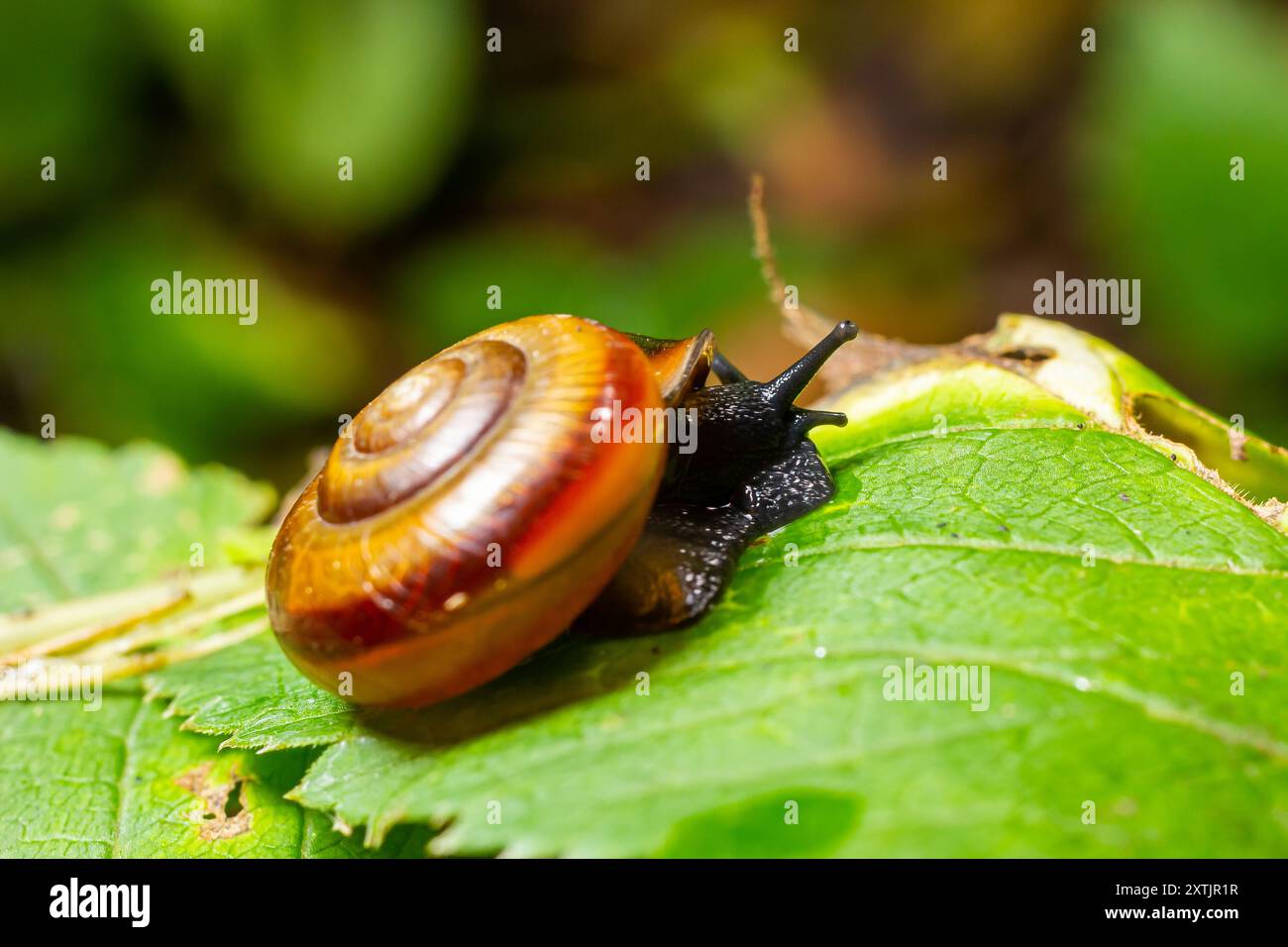 Oxychilus alliarius , commonly known as the garlic snail or garlic ...