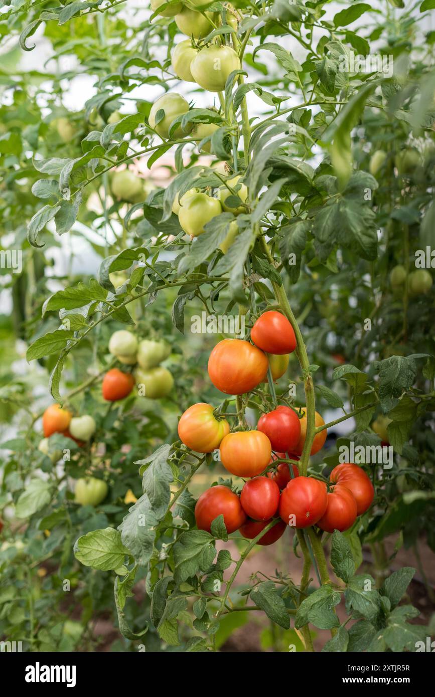 Hot House Tomato Plants