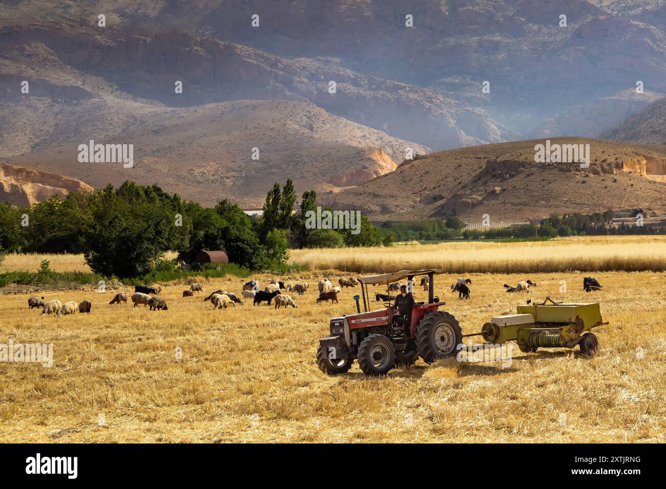 Tractor working on agricultural land,shiraz,iran Stock Photo - Alamy