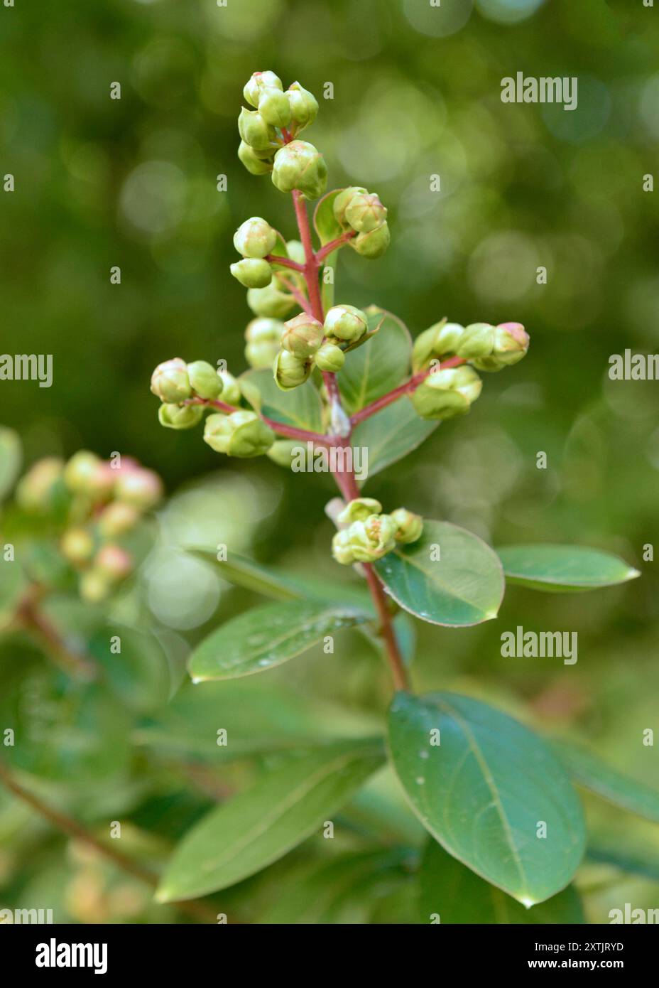 Young lagerstroemia speciosa hi-res stock photography and images - Alamy