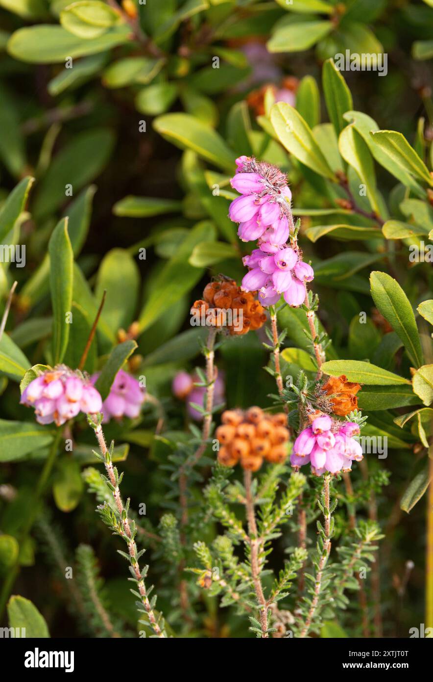 The pale pink of the Cross-leaved Heath grows on acidic boggy soils ...