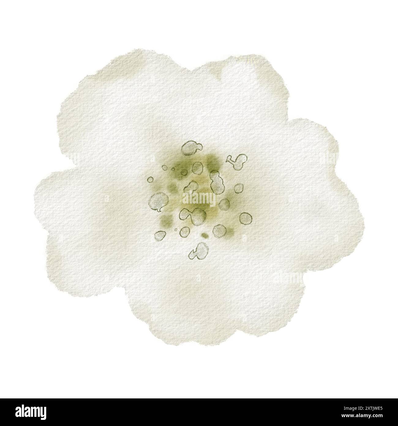 White mini flower simple watercolor illustration Stock Photo - Alamy