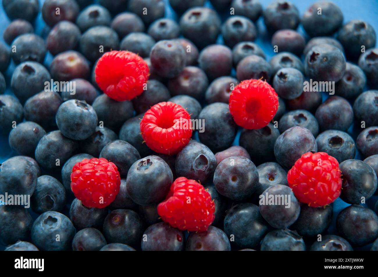 Fondo del bosque hi-res stock photography and images - Alamy