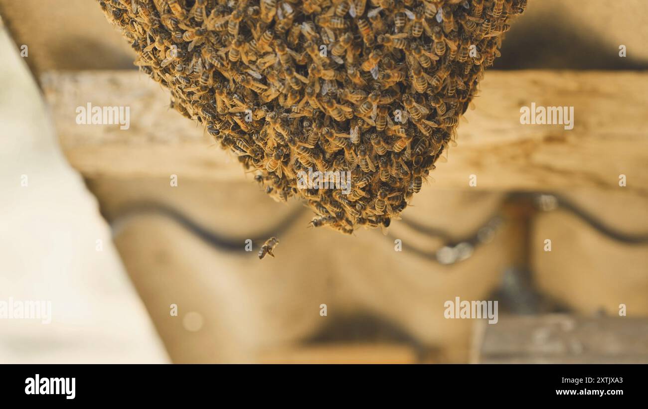 A hive of wild bees have attached themselves to the barn Stock Photo ...