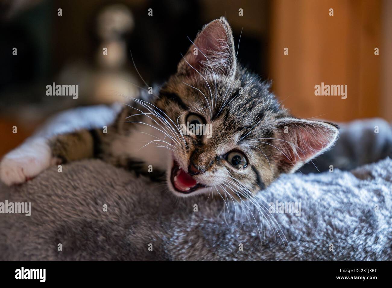 Close-up of a joyful kitten mid-roar, its eyes wide with excitement and ...
