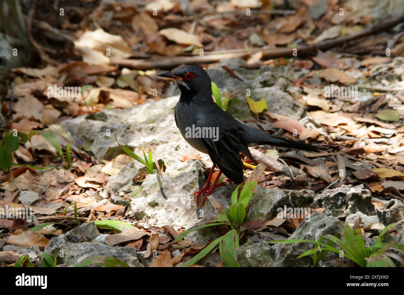 Ave subtropical hi-res stock photography and images - Alamy